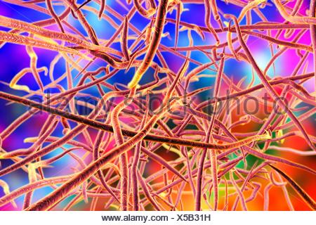 Nocardia bacteria, computer illustration. Gram-positive bacteria, one ...
