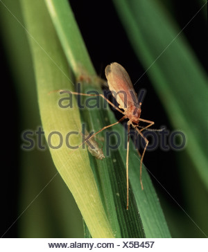 Rice gall midge Pachydiplosis oryzae adult on rice plant Stock Photo ...