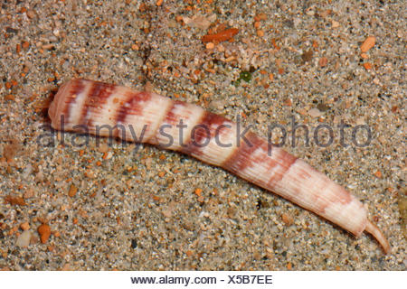 Tusk shell Pictodentalium festivum on sand - New Caledonia Stock Photo ...