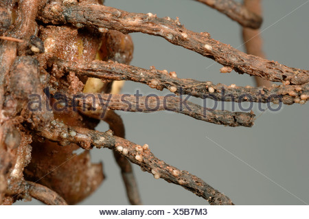 Pea cyst nematode Heterodera gottingiana female cysts erupting on Stock ...