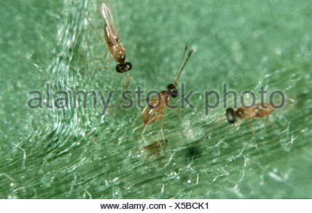 Tomato leafhopper (Hauptidia maroccana) adult on tomato Stock Photo ...