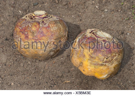 rutabaga, swede, turnip, yellow turnip, neep, root, beet (Brassica ...