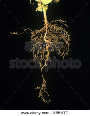 Stubby root nematode Trichodorus or Pratylenchus damage to pea roots ...