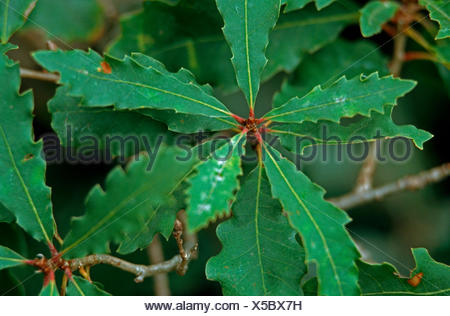 Aleppo oak, Quercus infectoria (Quercus lusitanica var. infectoria ...