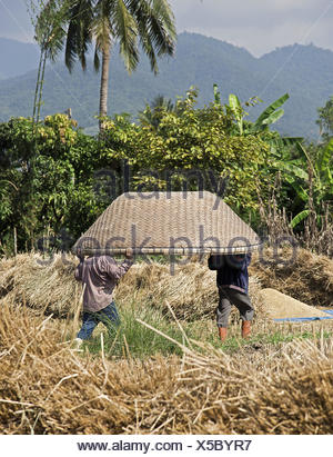 Thailand Asien Reisfeld Landwirtschaft Feld Felder Agrarwirtschaft ...