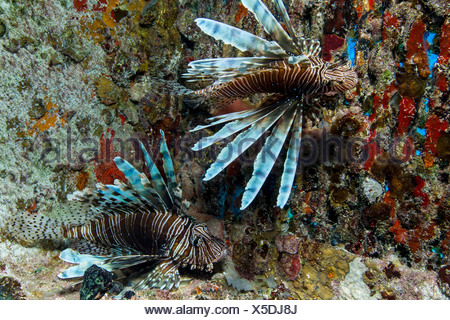 Lionfish in Unnatural Habitat Stock Photo - Alamy