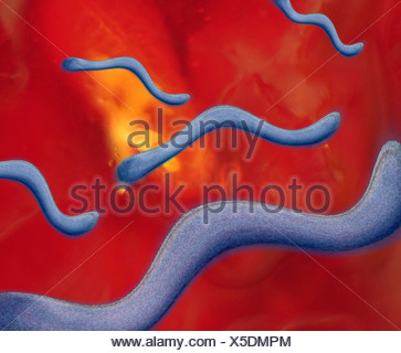 Lyme disease pathogen, Borrelia, illustration Stock Photo: 62052763 - Alamy