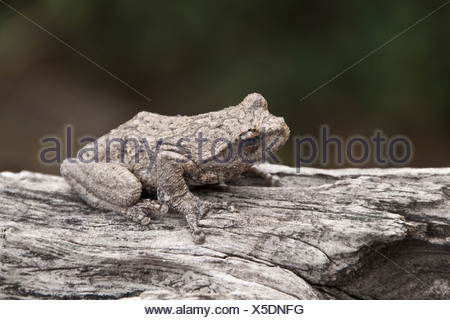 An African Foam Nest Frog (Chiromantis rufescens) perched on a small ...