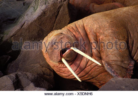 WALRUS odobenus rosmarus LAYING DOWN ON ROCKS, ROUND ISLAND IN ALASKA ...