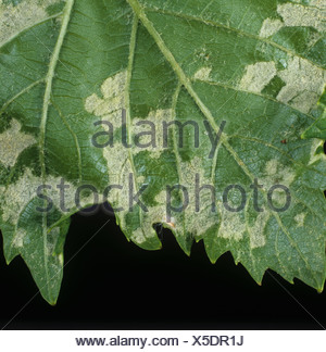 Grapevine blister mite, Colomerus vitis, damage blisters on the upper ...