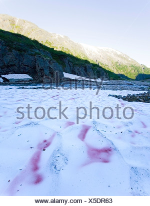 Red snow algae, Watermelon snow (Chlamydomonas nivalis), Chloromonas ...