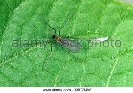 Adult predatory midge (Aphidoletes aphidimyza) larvae are aphid ...
