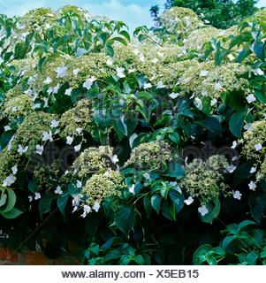 hydrangea anomala subsp petiolaris climbing hydrangeas walled garden ...