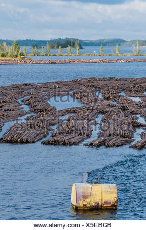 Wood logs floating on water kept for seasoning near echo point at Stock ...