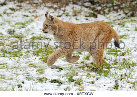 Eurasian lynx (Lynx lynx), running in snow Stock Photo: 10854595 - Alamy