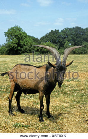 Alpine Chamoisee Goat, a French Breed, Billy Goat Stock Photo ...
