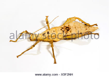 Jungle nymph, Malaysian stick insect, Malayan jungle nymph, Malayan ...