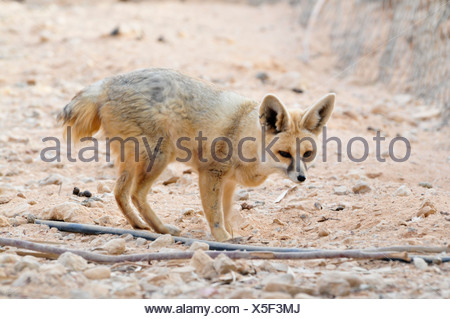 Fennec Fox Vulpes zerda nocturnal fox Sahara Desert North Africa Stock ...