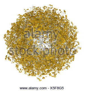 top view of fall birch tree isolated on white Stock Photo: 82477966 - Alamy