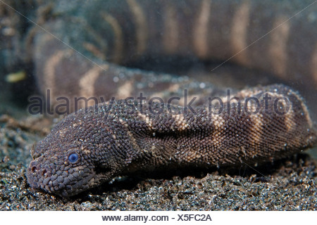 Marine File Snake, Acrochordus granulatus, Manado, Sulawesi Stock Photo ...