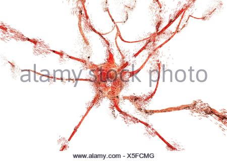 Apoptosis of a neuron, computer illustration. Apoptosis (programmed ...