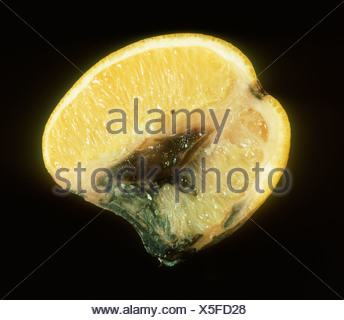 Navel end rot (Alternaria citri) shown in orange fruit section Stock ...
