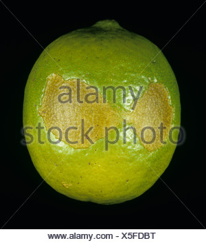Scars on lime caused by cold injury and low temperatures in store Stock ...