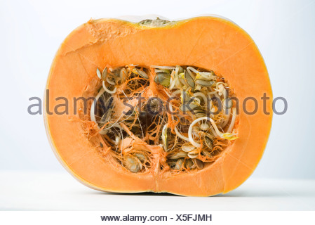 Sprouting pumpkin seeds and fibrous strands within cut pumpkin, cross ...