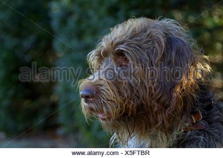 French wire-haired Korthals Pointing Griffon (Canis lupus f Stock Photo ...