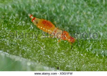 Predatory thrips (Franklinothrips vespiformis) larva and adult Stock ...