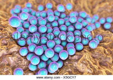 Computer illustration of staphylococci bacteria (Staphylococcus Stock ...