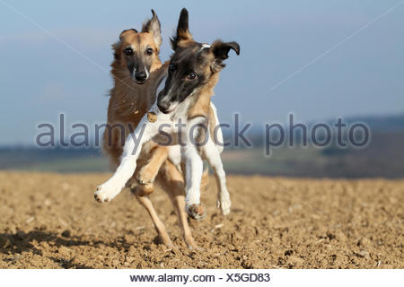 Silken Windsprite dogs, whippets, at play Stock Photo - Alamy