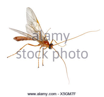 Ophion luteus wasp. Parasitic wasp in the family Ichneumonidae Stock ...