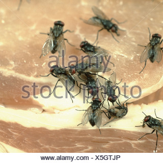 A swarm of house flies on the kitchen counter Stock Photo: 310551943 ...