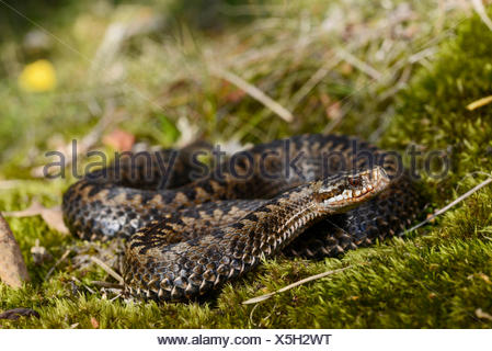 Adder Vipera berus sweden swedish snakes snake poisonous European Stock ...