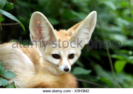 Fennec Fox (Fennecus zerda) portrait, sitting. Captive. Morocco, North ...