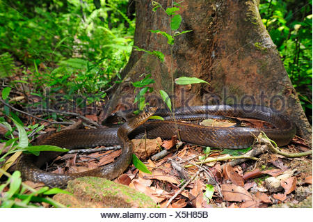 Dhaman, Oriental Ratsnake, Oriental Rat Snake (Ptyas mucosa, Ptyas ...