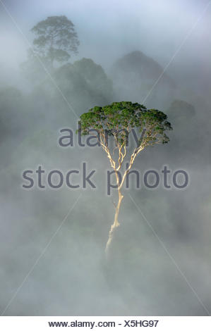 Emergent Menggaris Tree / Tualang (Koompassia excelsa) protruding Stock ...