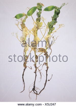 A fungal root disease of peas pea foot rot Aphanomyces euteiches Stock ...
