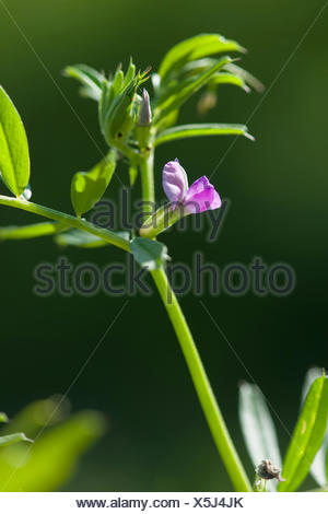 Narrow leaf vetch (Vicia angustifolia, Vicia angustifolia subsp ...