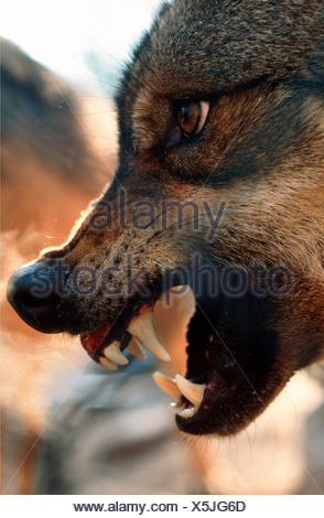 Grey wolf snarling with teeth bared and lips curled back showing Stock ...