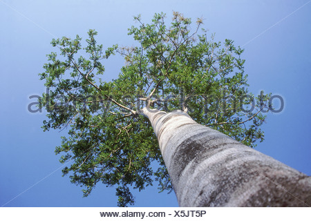 A tall Gurjan tree Stock Photo: 48641 - Alamy