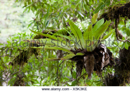 Epiphytic ferns in the Daintree rainforest in the North of Stock Photo ...