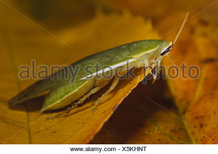 Cuban cockroach, Green Banana Cockroach (Panchlora nivea), on a stone ...