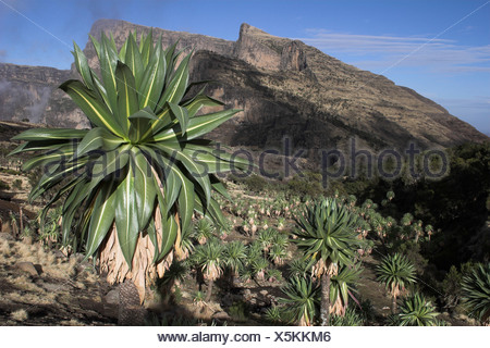 Afro alpine moorland and vegetation Ethiopia Simien Mountains Stock ...