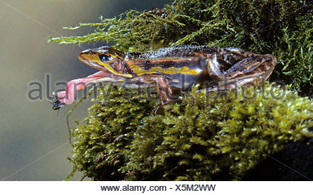 Frog catching fly with tongue Stock Photo - Alamy