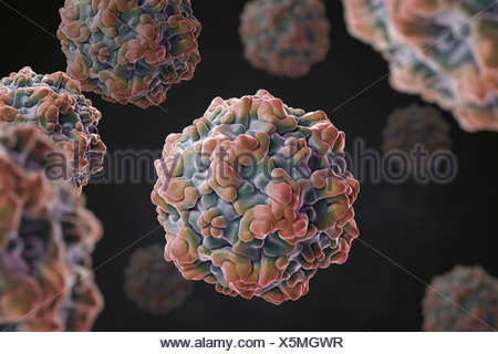 Structure Feline Panleukopenia Virus (FPV) (PDB 1C8E) also known as ...