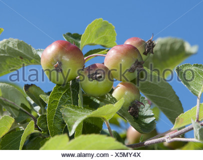 Ornamental apple tree (Malus 'Evereste', Malus Evereste), Cultivar ...