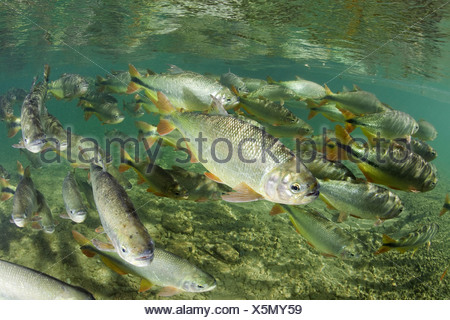 Fish, Piraputanga, Brycon hilarii, Bonito, Mato Grosso do Sul, Brazil ...