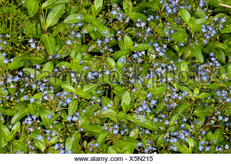 Brooklime, European speedwell, Water Pimpernel, Bachbunge Stock Photo ...